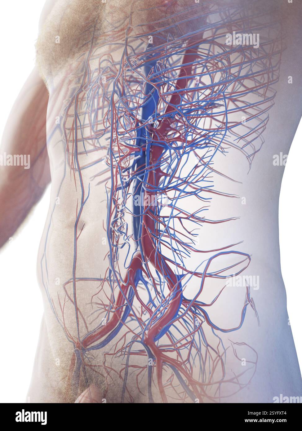Male vascular system, illustration Stock Photo - Alamy