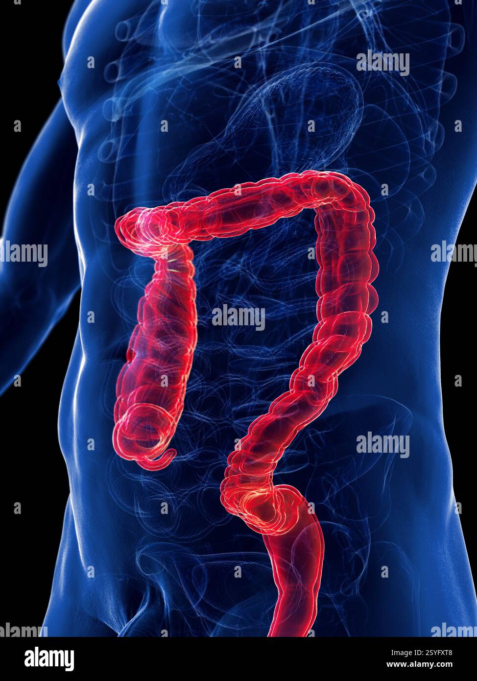 Male colon, illustration Stock Photo - Alamy