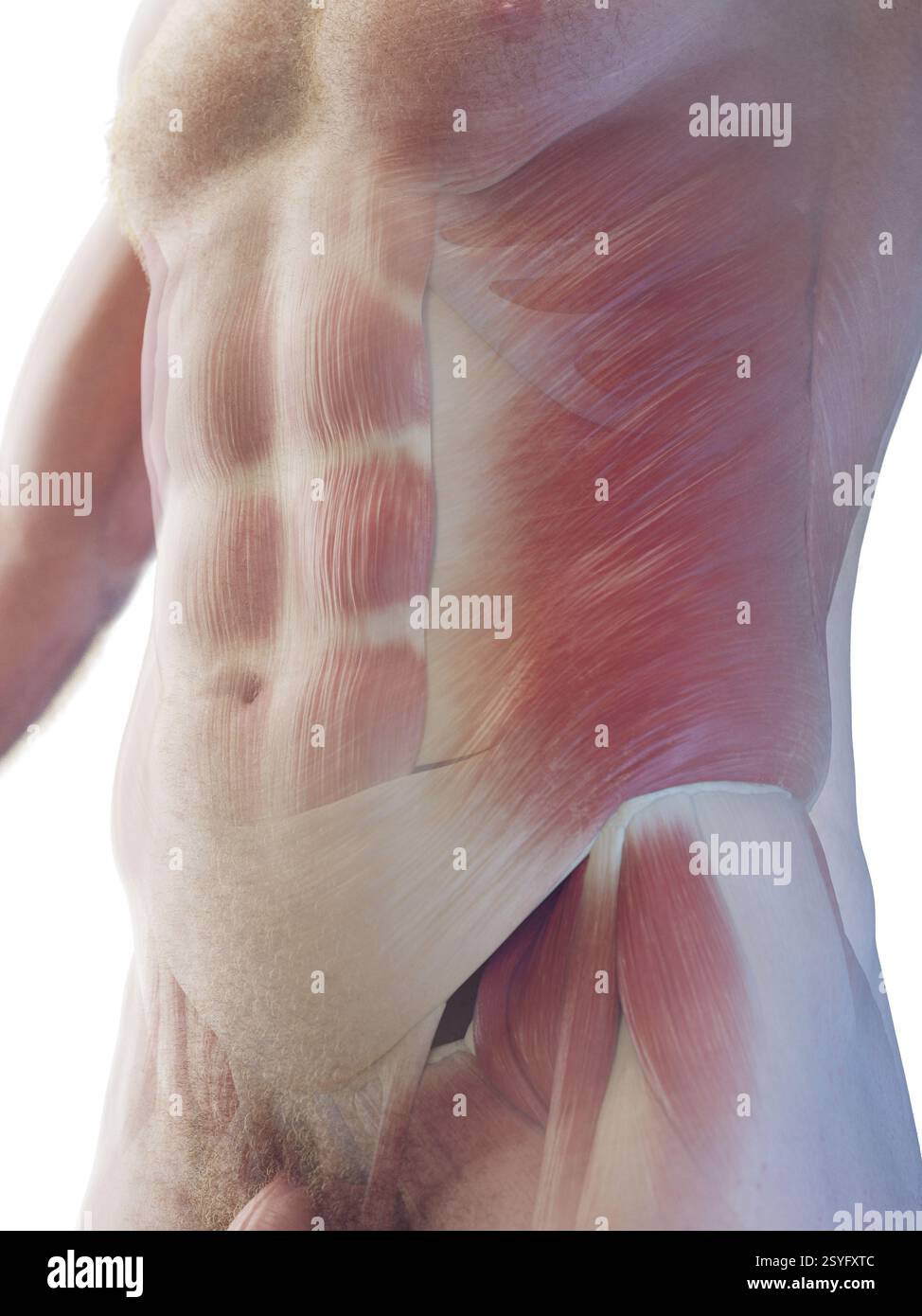 Male abdominal muscles, illustration Stock Photo - Alamy