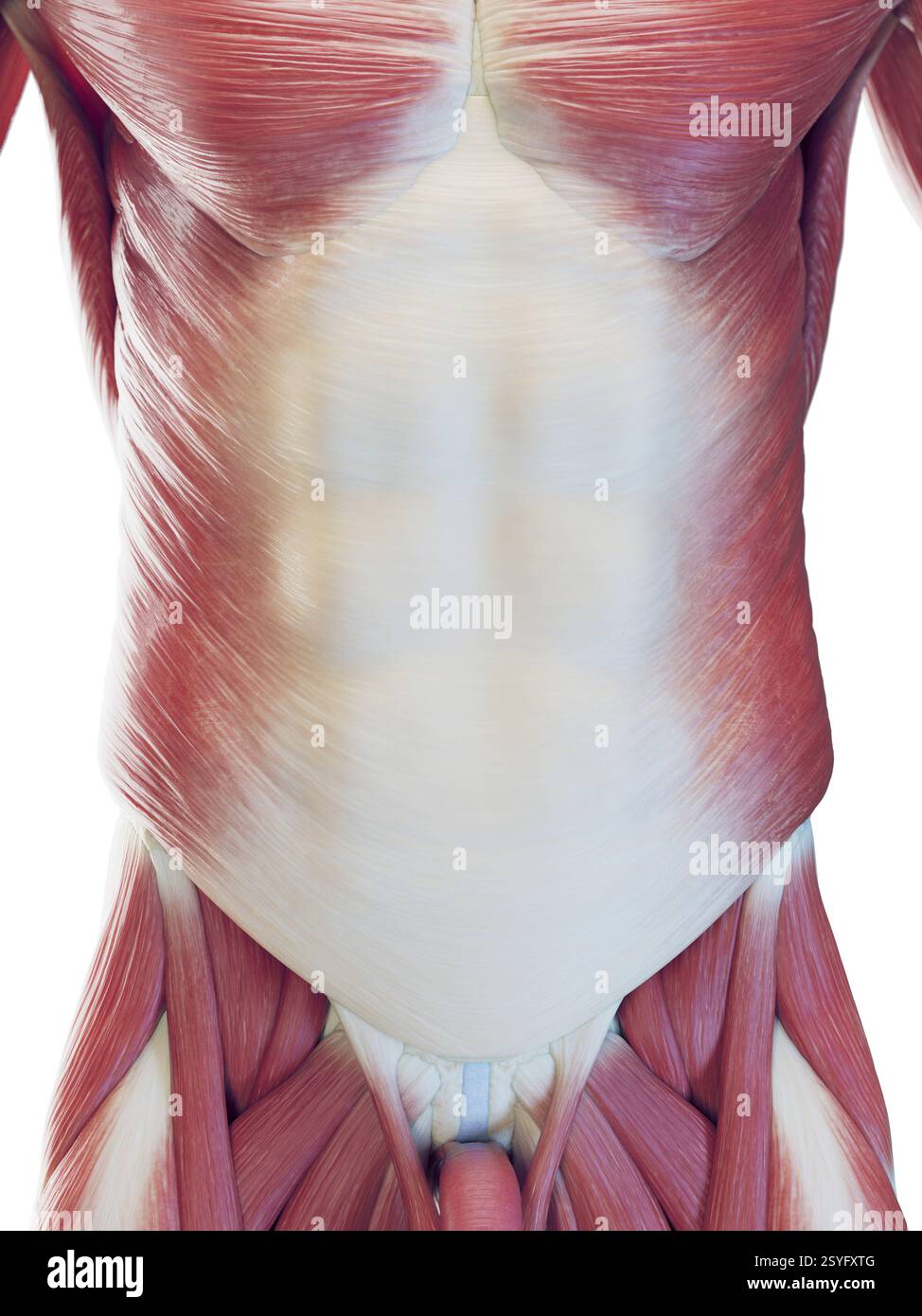 Male abdominal muscles, illustration Stock Photo - Alamy