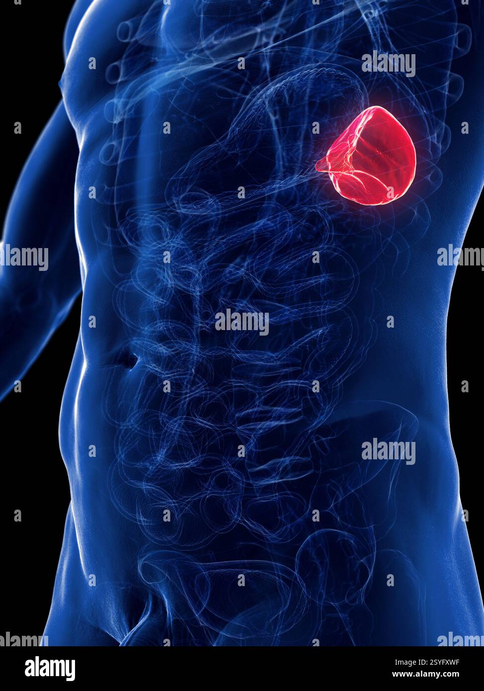 Male spleen, illustration Stock Photo - Alamy