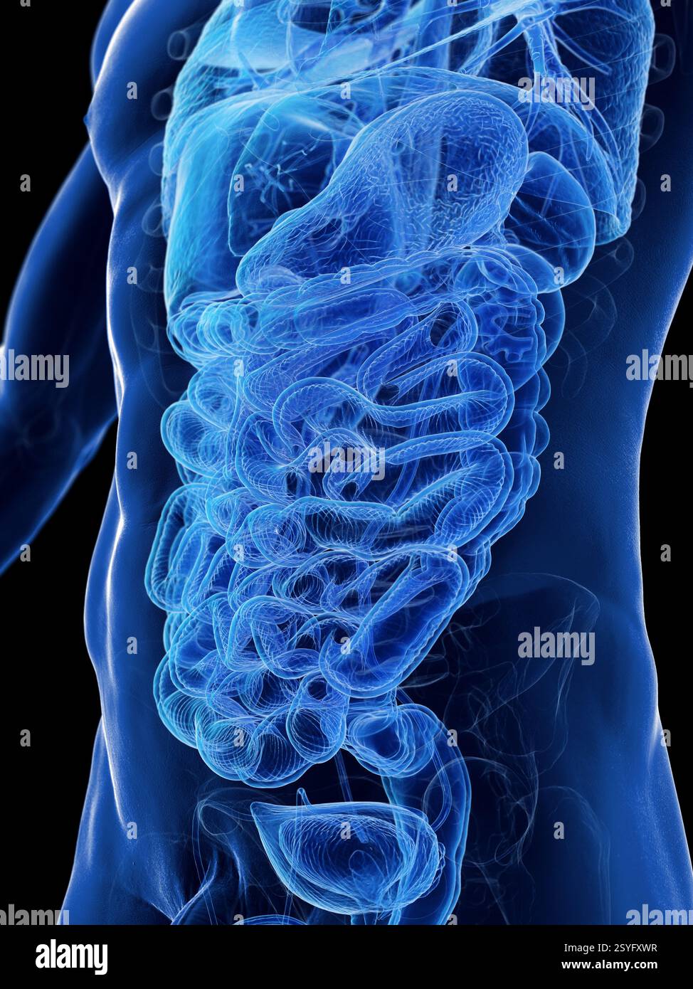 Male gastrointestinal system, illustration Stock Photo - Alamy