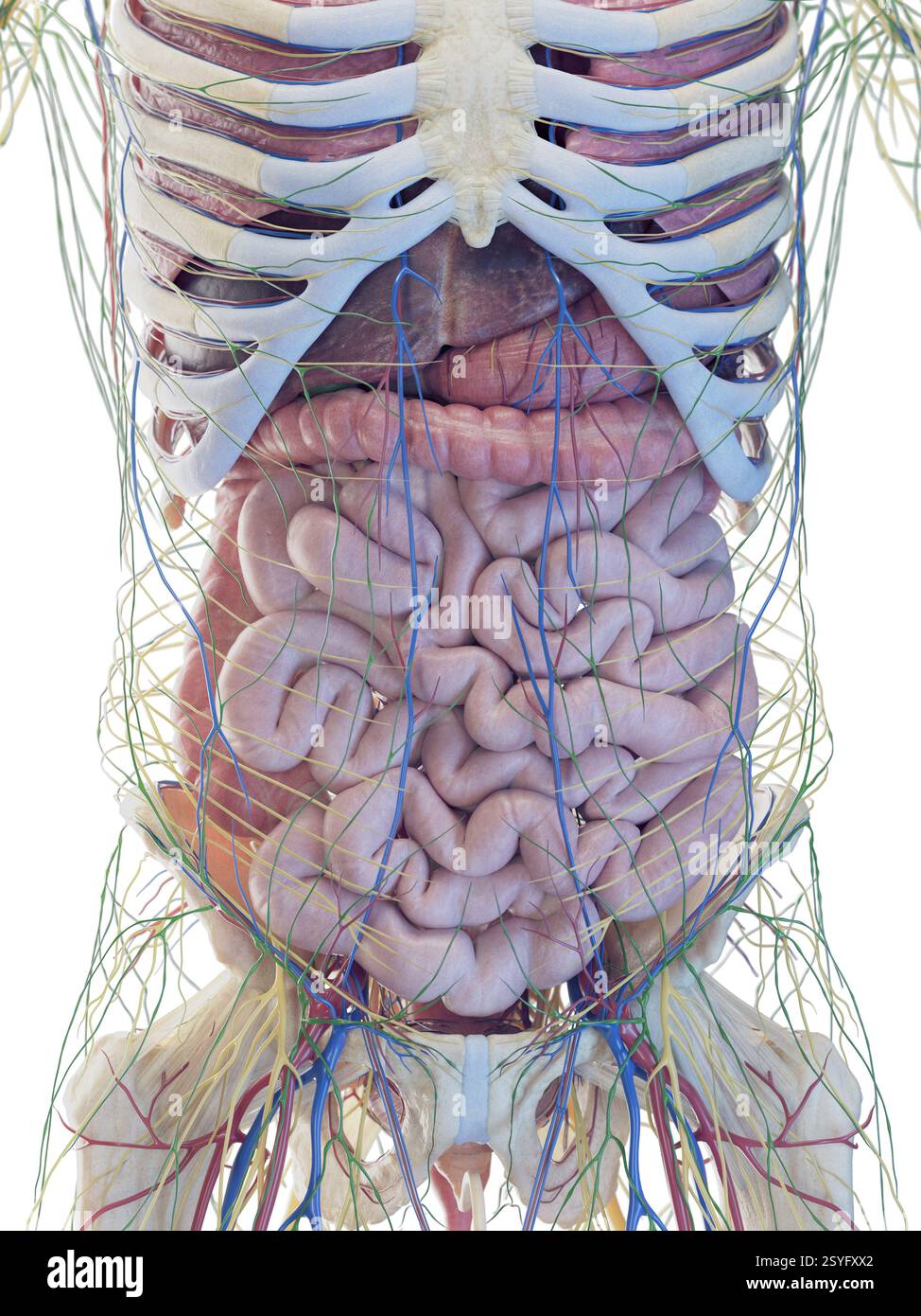 Male abdominal organs, illustration Stock Photo - Alamy