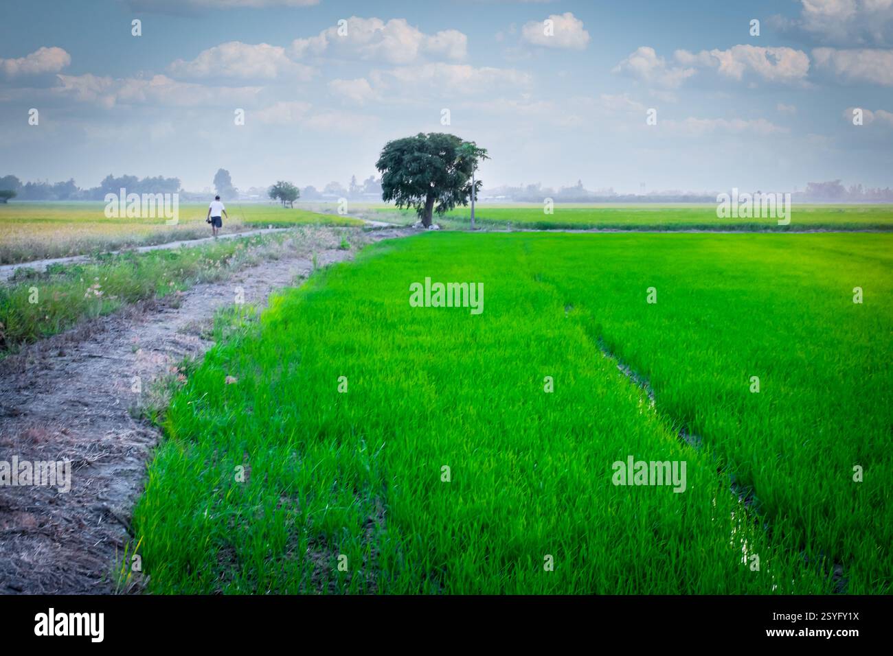 Landscape nature of rice field on rice paddy green color lush growing ...