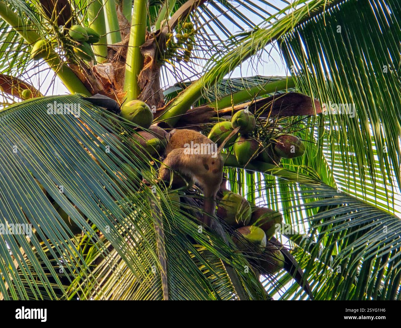 In Chumphon Thailand, a playful monkey skillfully navigates the ...