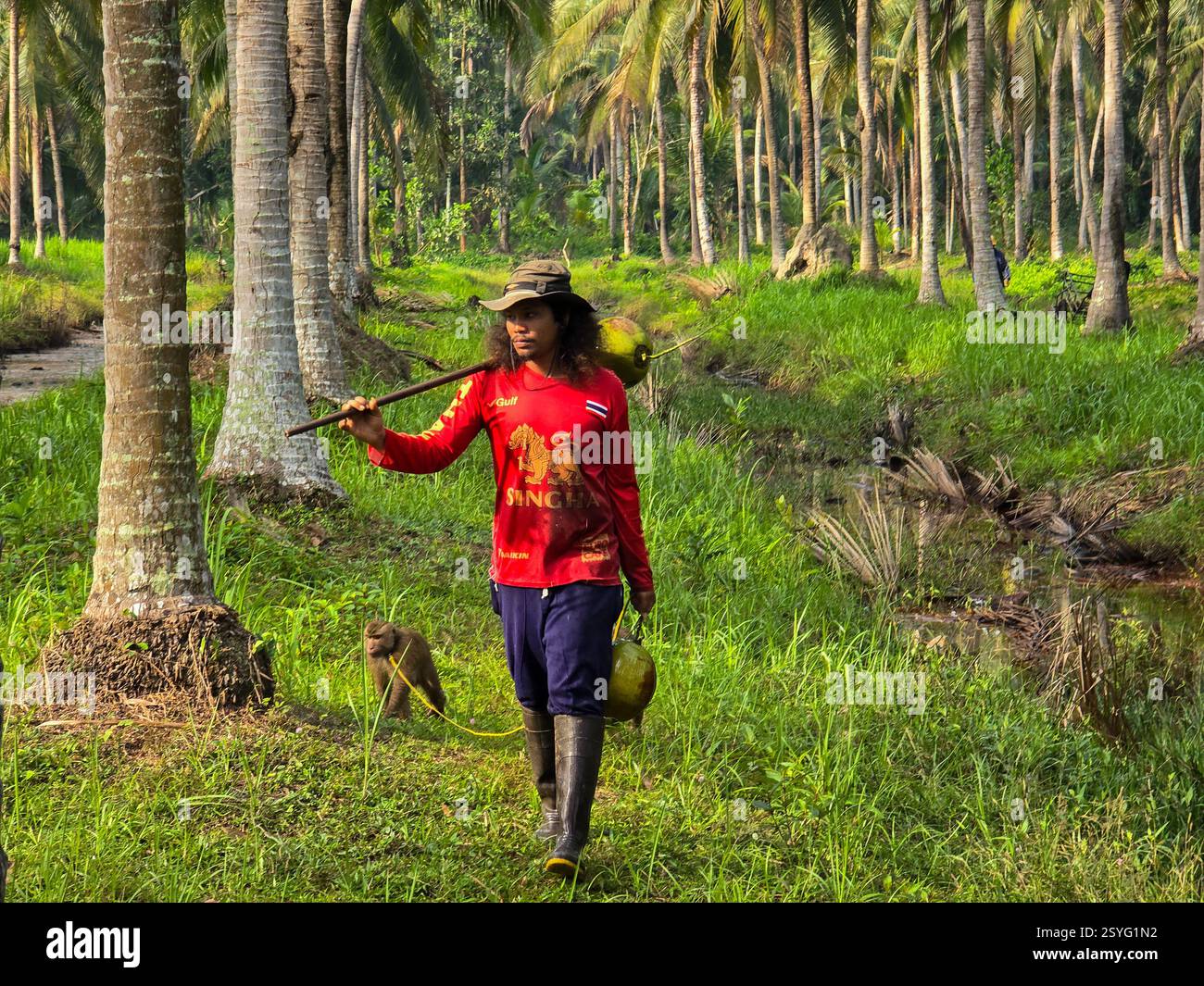 Chumphon Thailand 2 February 2025, a dedicated farmer carries coconuts ...