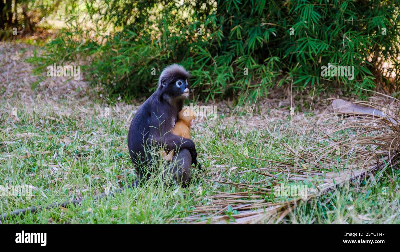 In the lush landscapes of Railay Beach, a mother Popa Langur monkey ...