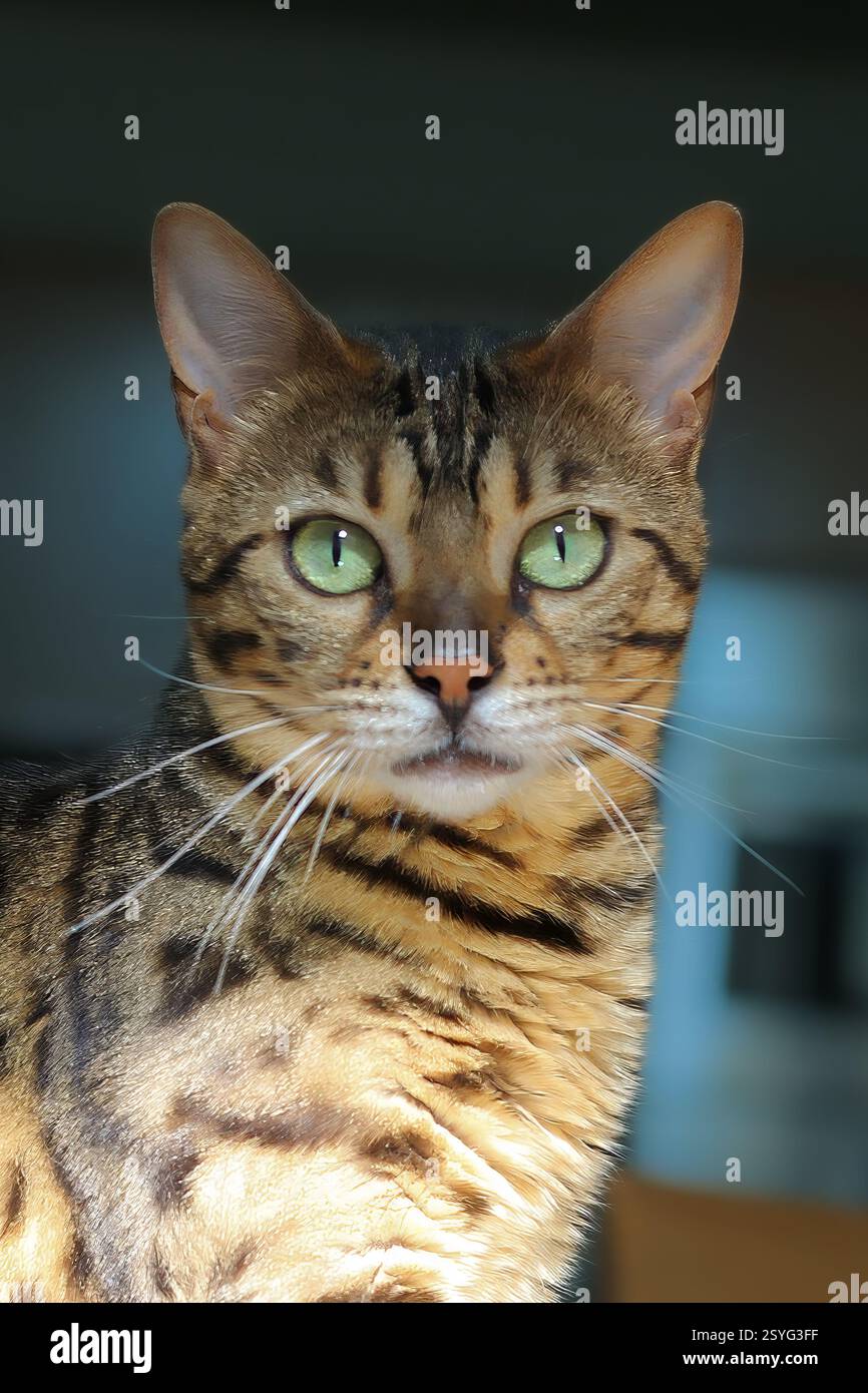 Emerald Eyes: The Majestic Gaze of a Bengal Cat - Gigapixel Stock Photo ...