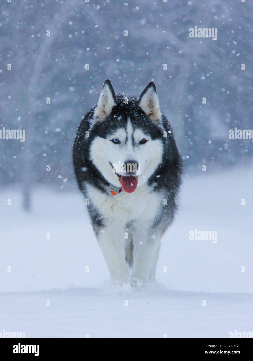 Snowy Stride: Siberian Husky Braving the Winter Blizzard - Gigapixel ...