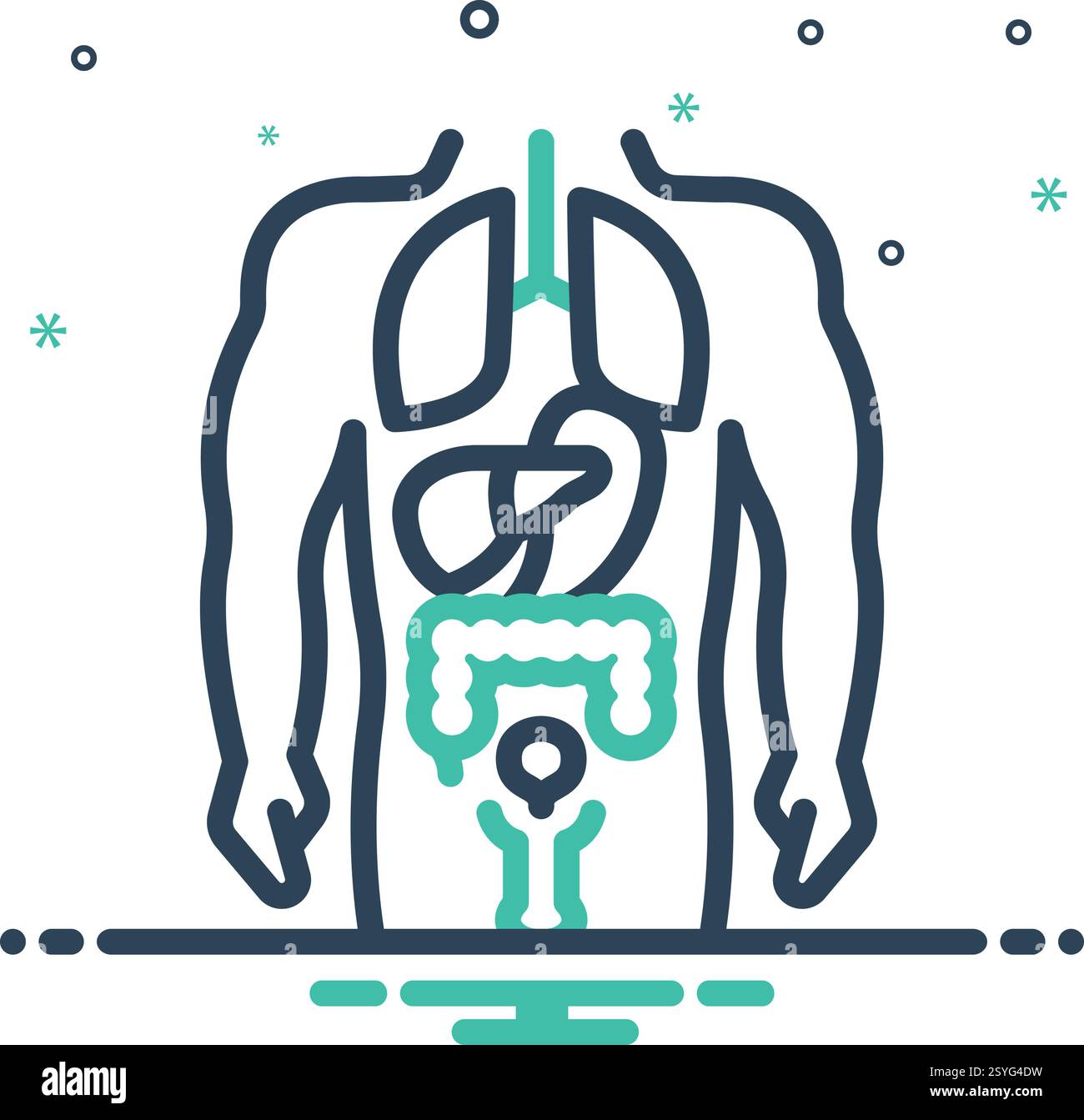 Icon for anatomy, morphology Stock Vector Image & Art - Alamy