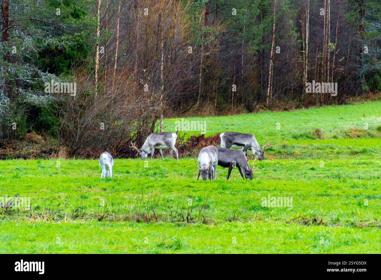 Reindeer in enclosure lapland hi-res stock photography and images - Alamy