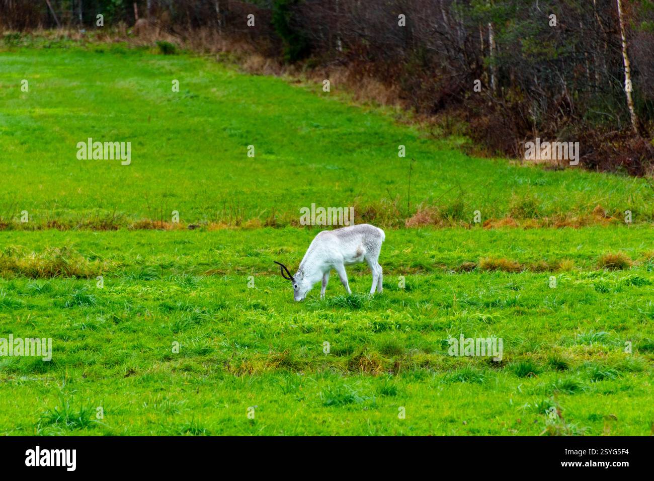 Reindeer in enclosure lapland hi-res stock photography and images - Alamy