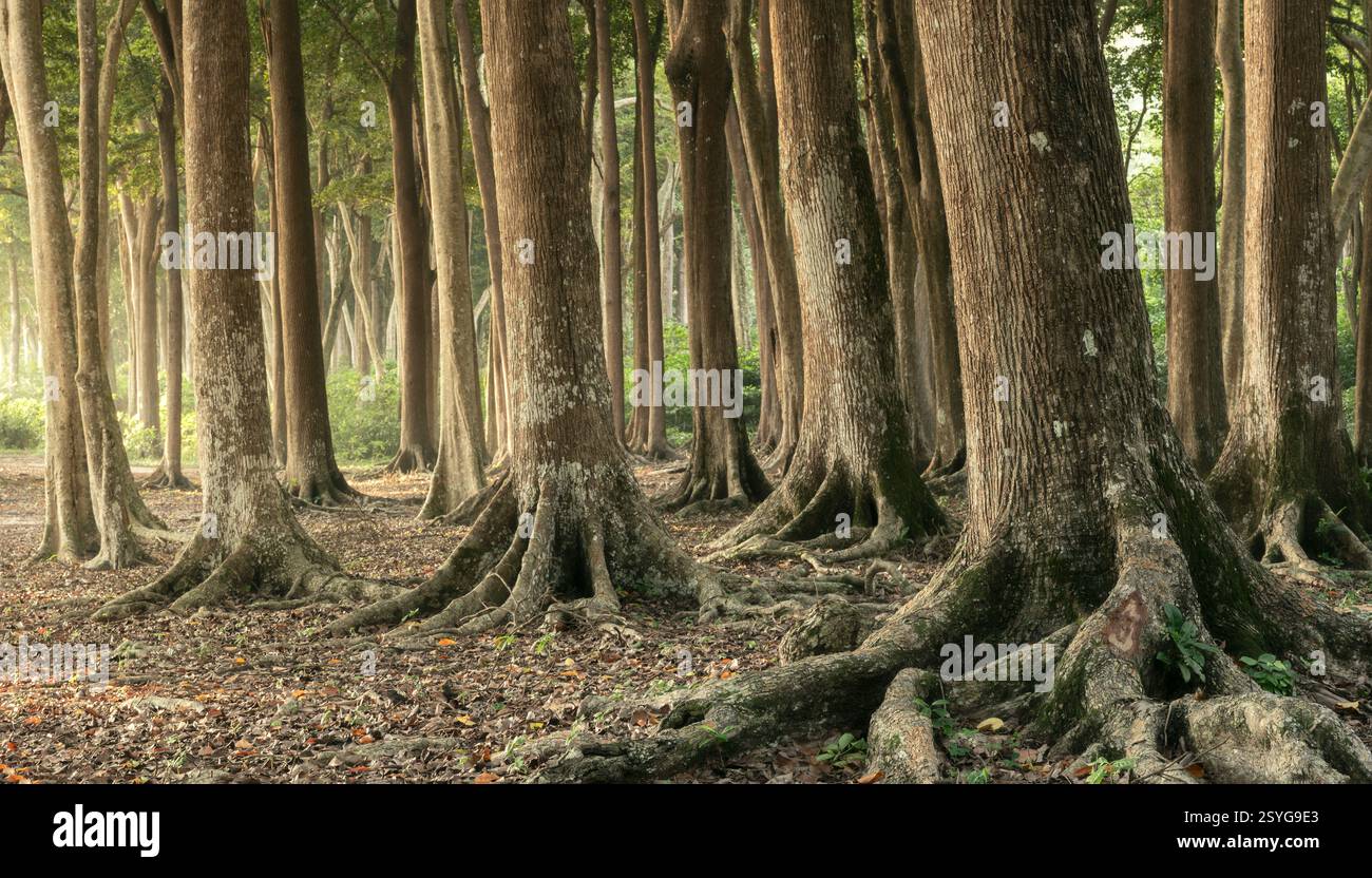Tall tropical trees and massive roots with lush greenery and natural ...