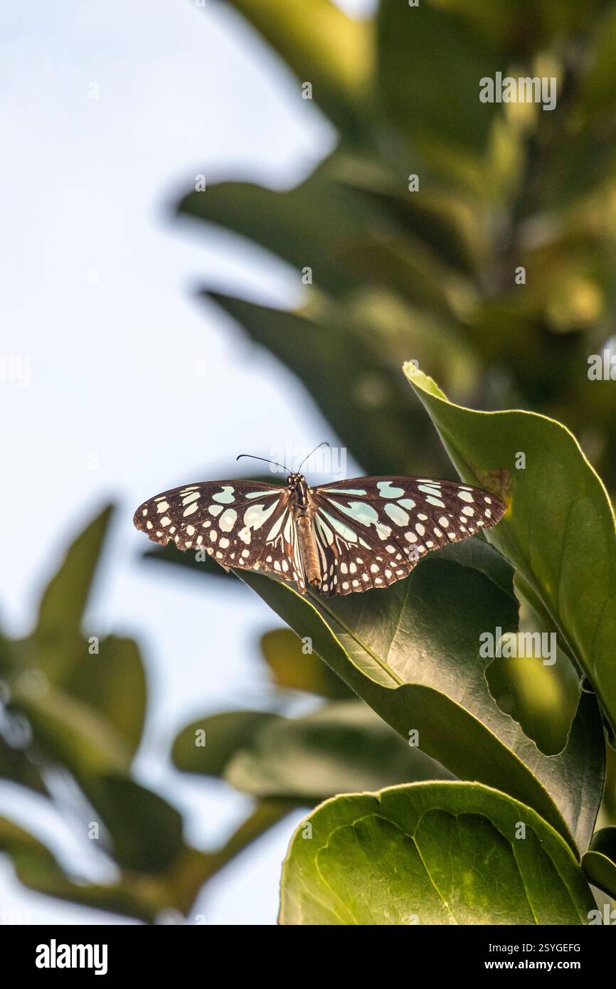 A black and white butterfly resting on a grapefruit leaf. Butterflies ...