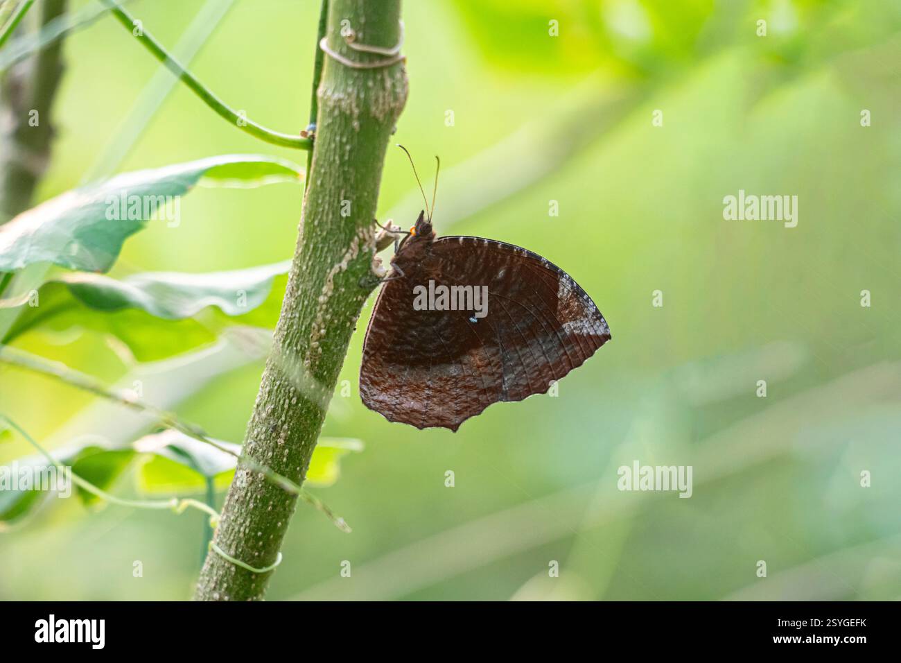 Brown butterfly sitting on a tree branch. The butterfly and moth ...
