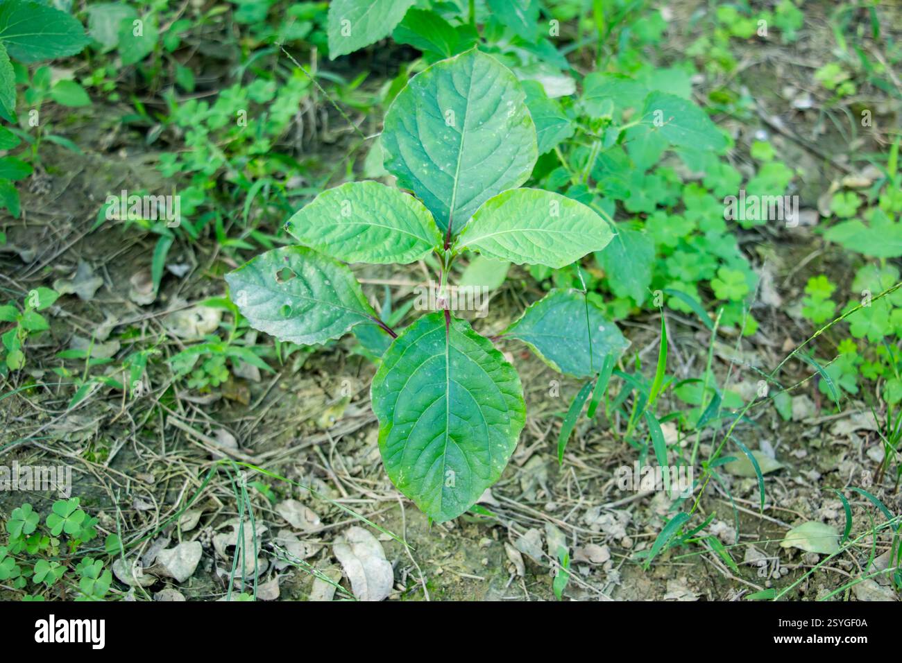 Achyranthes bidentata Blume removes blood stasis, dredges meridians ...