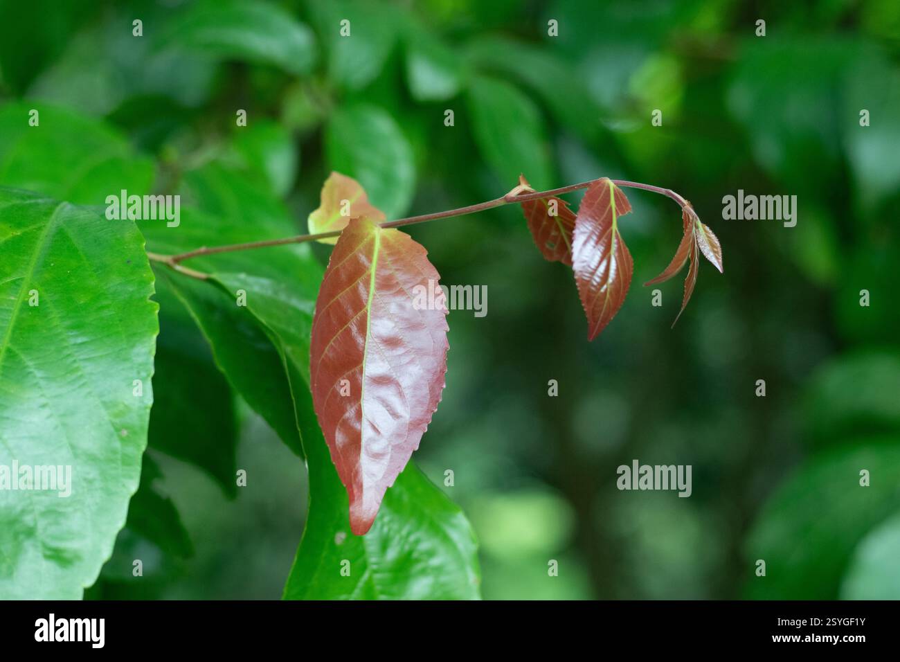 Indian plum fruit leaves Ziziphus mauritiana, also known as Indian ...