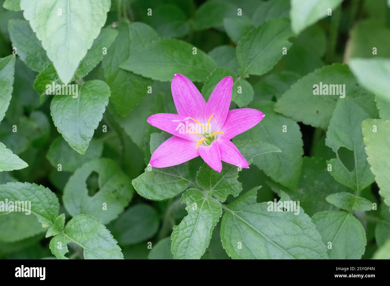 Pink rain lily, pink fairy lily, pink zephyr lily, and pink magic lily ...
