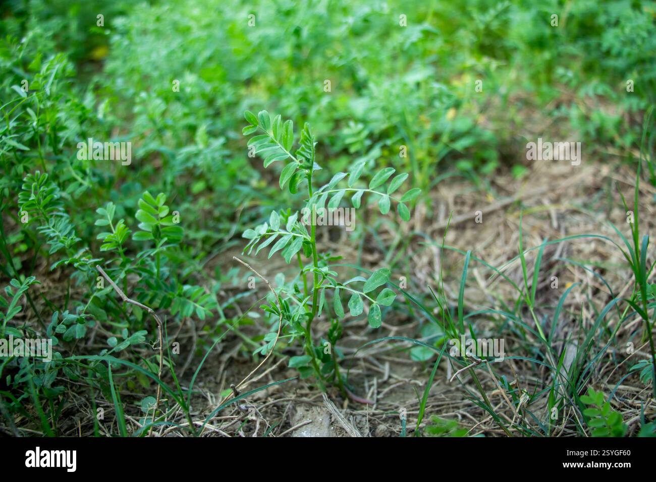 This is a lentil plant. Lentils are a nutritious food. Lens culinaris ...