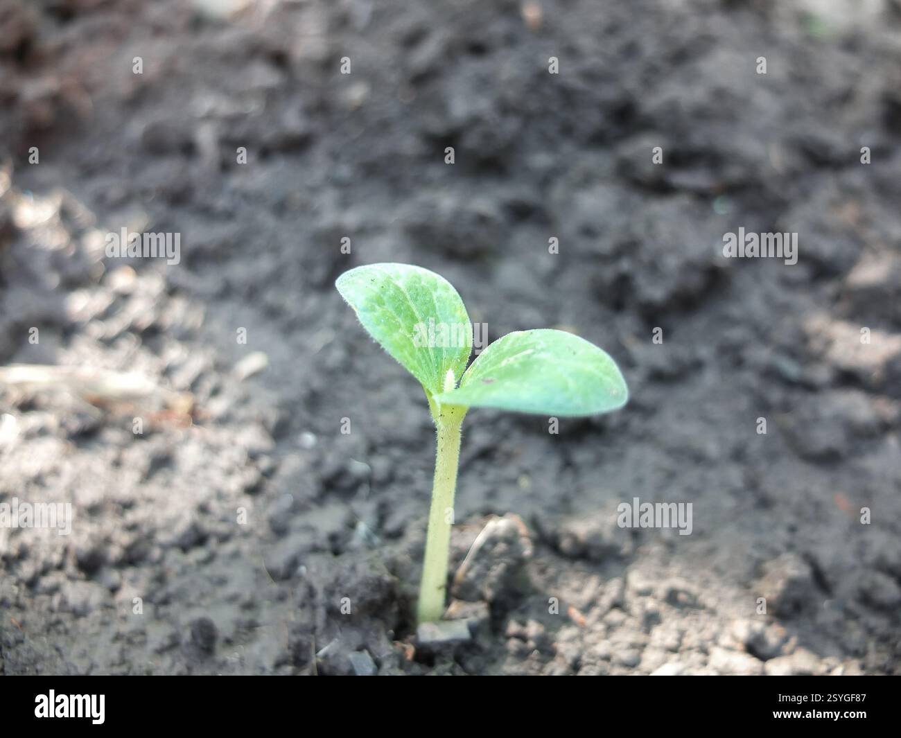 Pumpkin seedlings before planting in the bed, watering can for watering ...