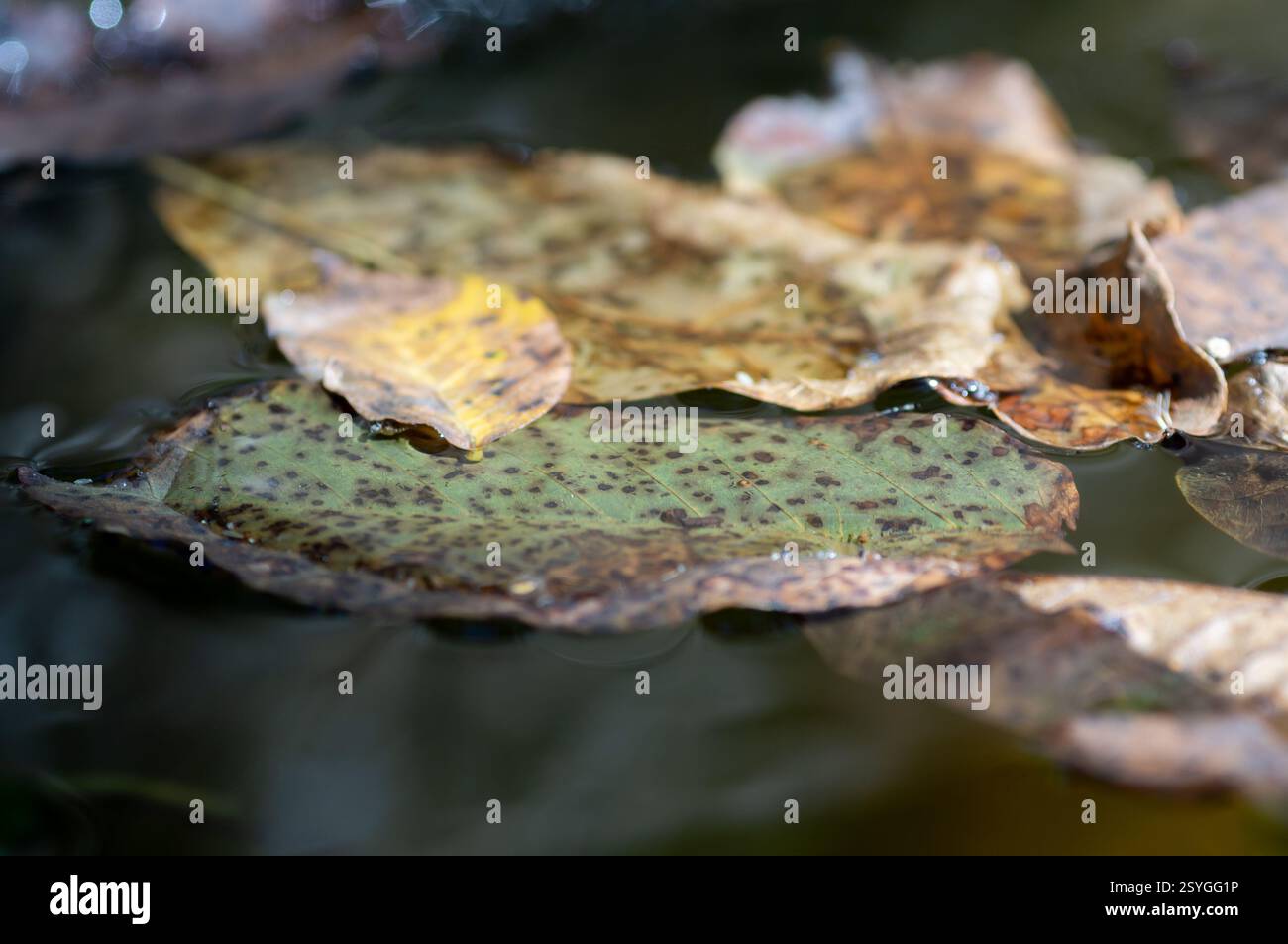 Yellow fall leaves float on the water Stock Photo - Alamy