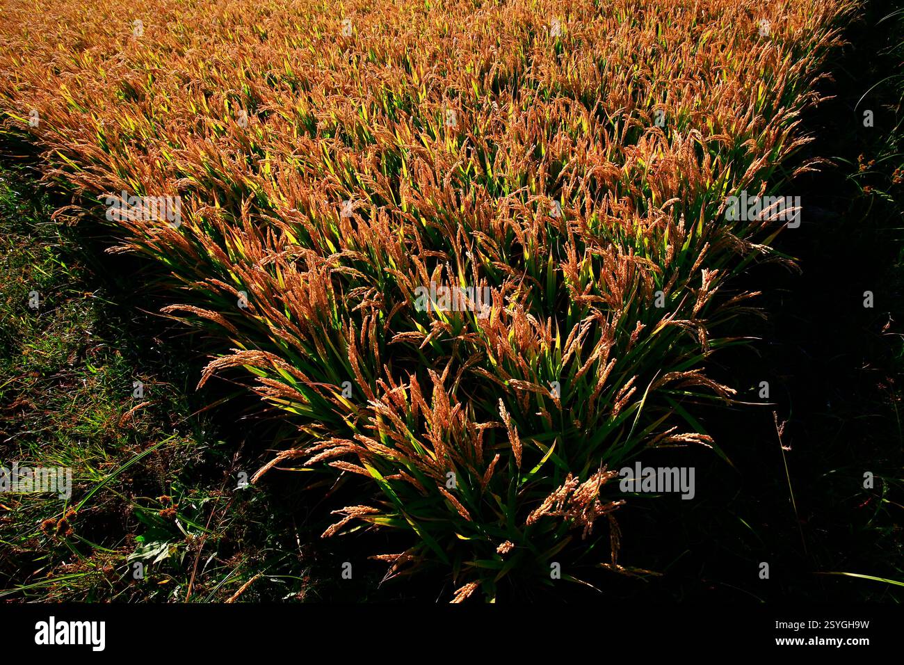 The autumn rice fields Stock Photo - Alamy