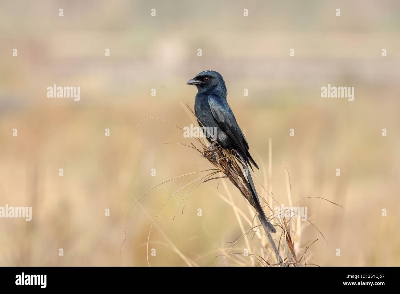 Close Up photo of a black drongo bird. black drongo is a small Asian ...