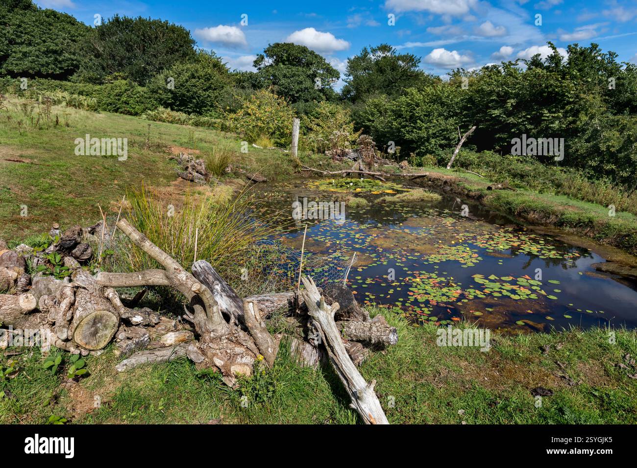 Garden Pond; UK Stock Photo - Alamy