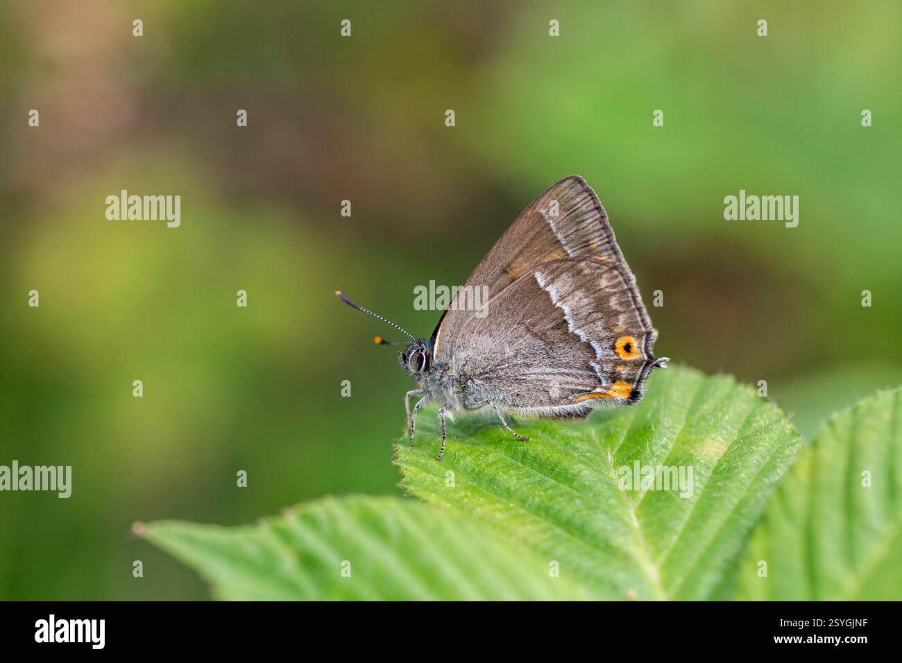 Purple Hairstreak Butterfly; Neozephyrus quercus; Underwing; UK Stock ...