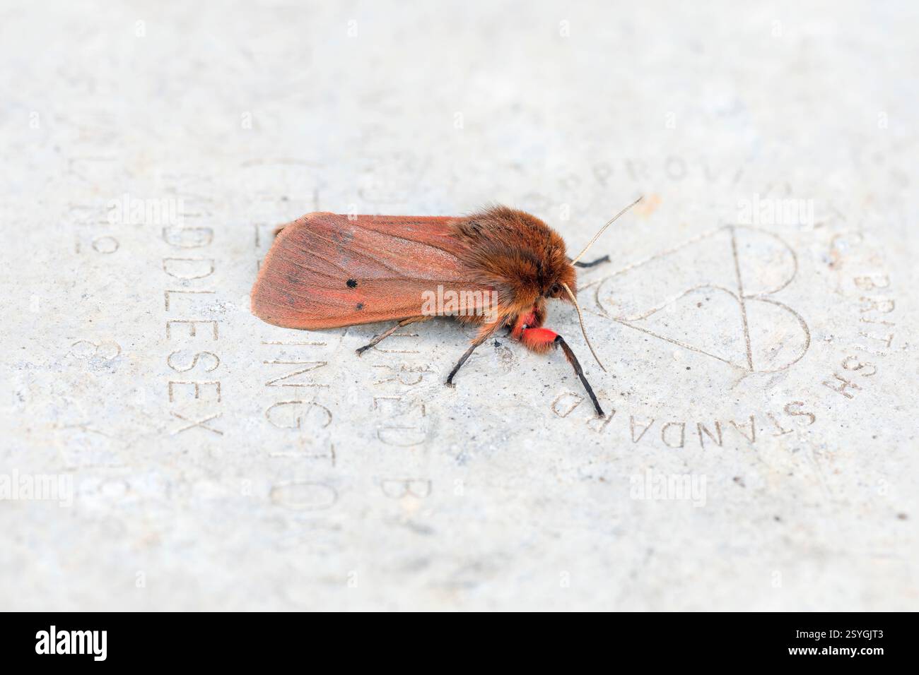 Ruby tiger moth phragmatobia fuliginosa hi-res stock photography and images - Alamy