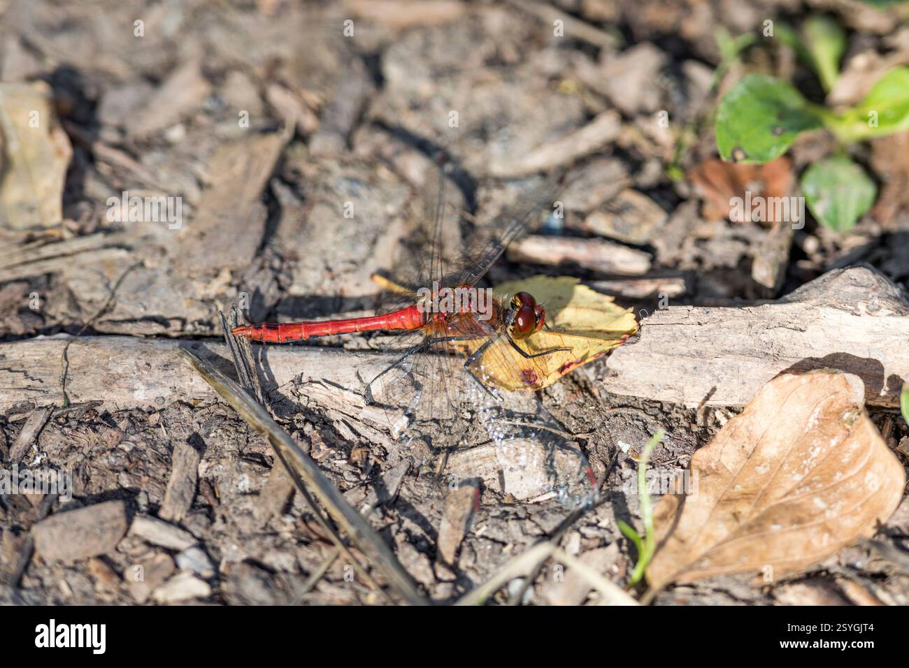 Ruddy Darter Dragonfly; Sympetrum sanguineum; UK Stock Photo - Alamy