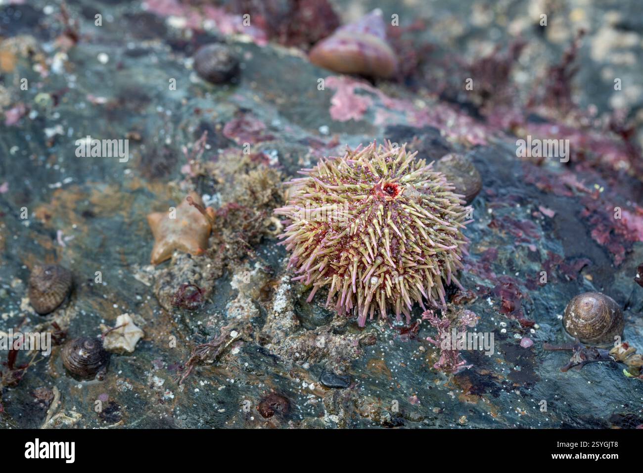 Green Sea Urchin; Psammechinus miliaris; UK Stock Photo - Alamy