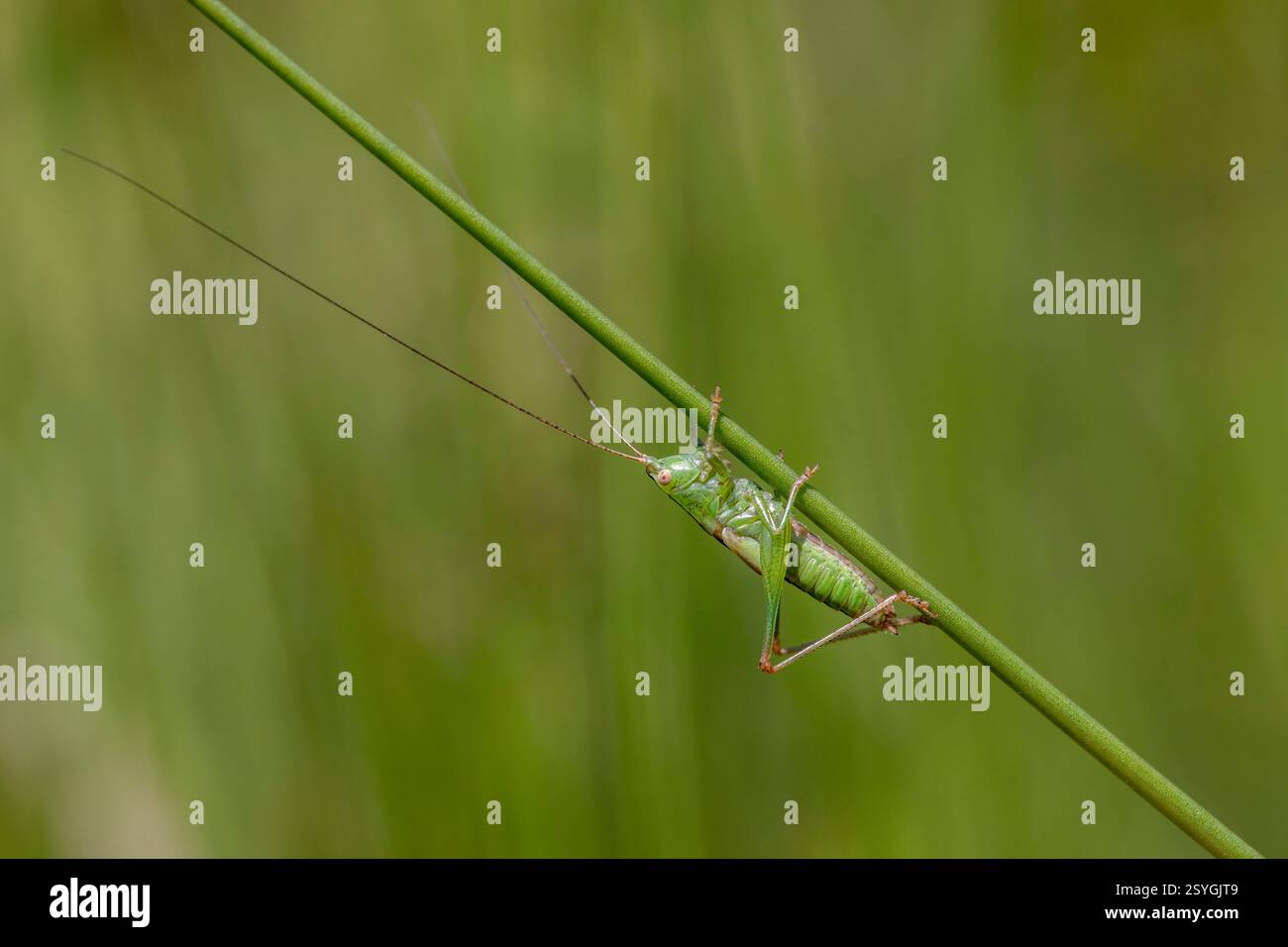 Short Winged Conehead; Conocephalus dorsalis; Male; UK Stock Photo - Alamy