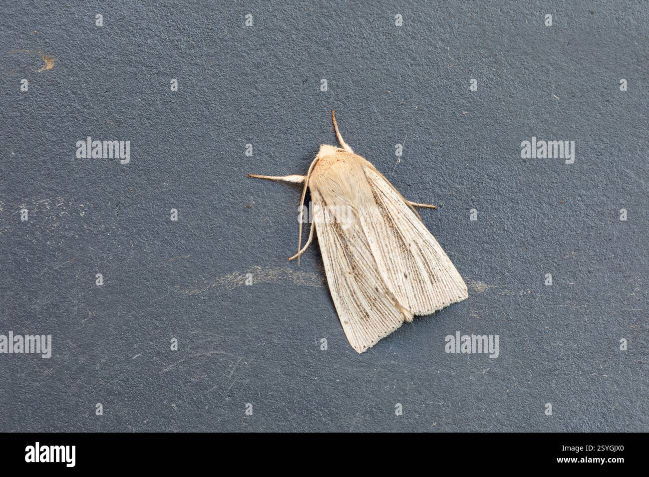 Southern Wainscot; Mythimna straminea; UK Stock Photo - Alamy