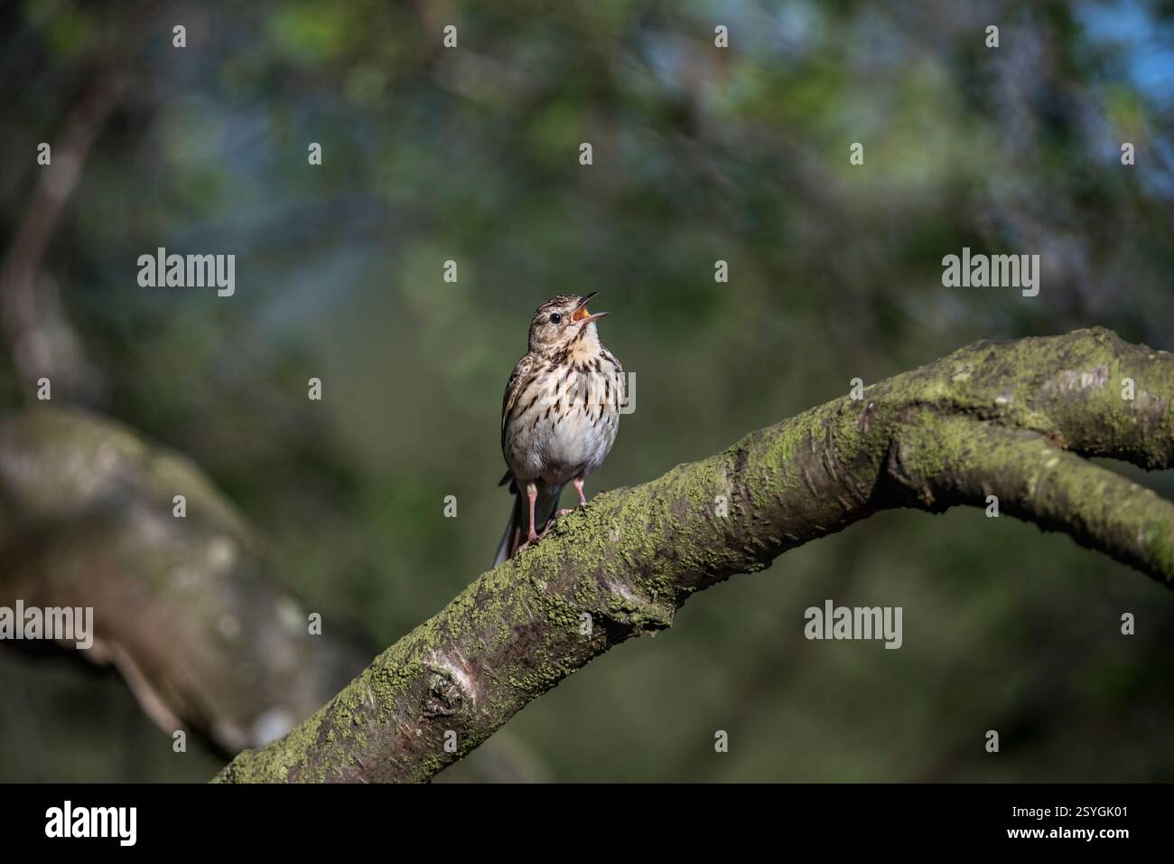 Tree pipit singing uk hi-res stock photography and images - Alamy