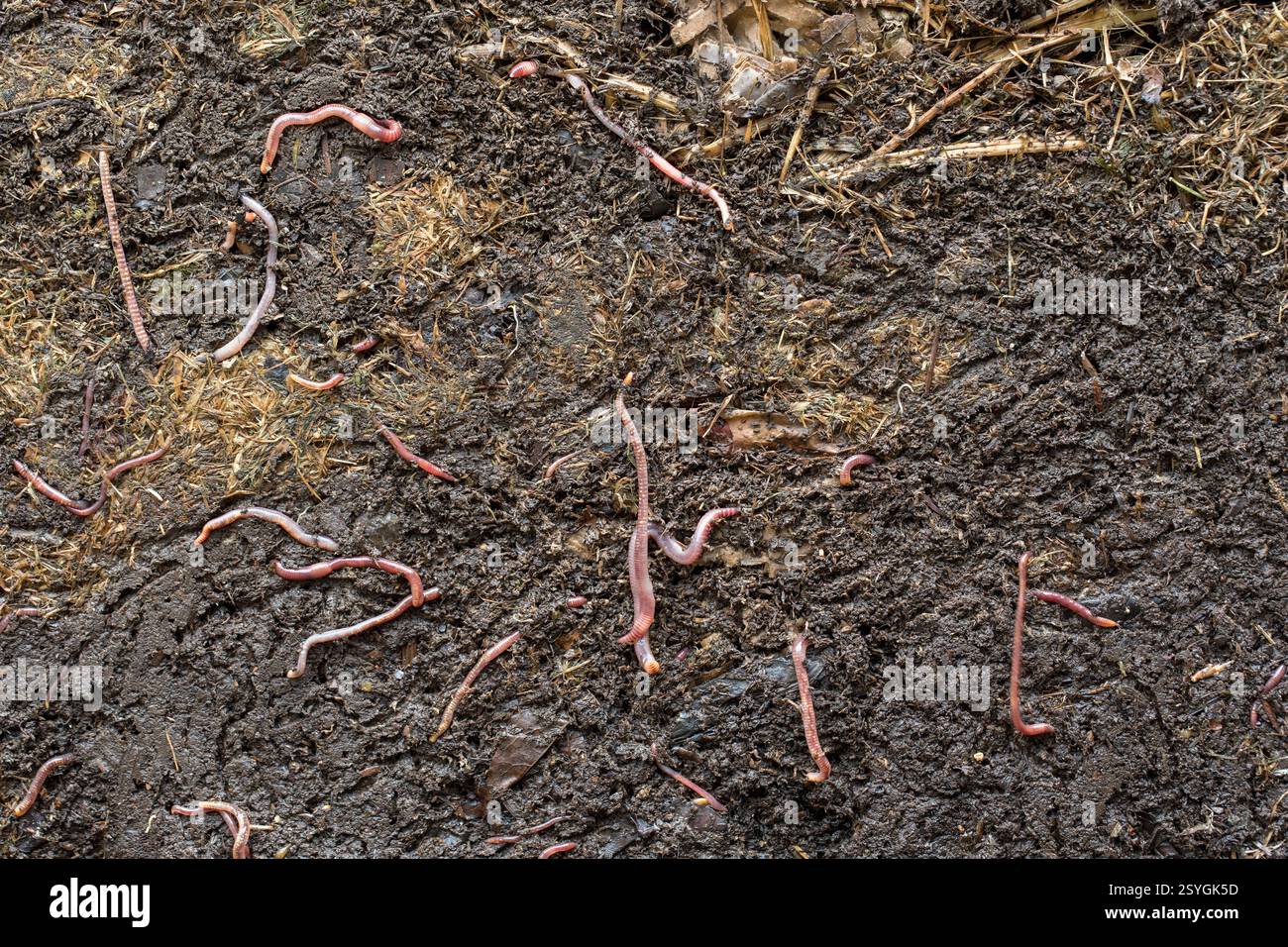 Worms in Compost; UK Stock Photo - Alamy