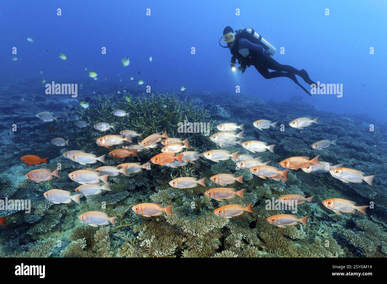 Diver looking at school of reef big-eye bass (Priacanthus hamrur) over ...