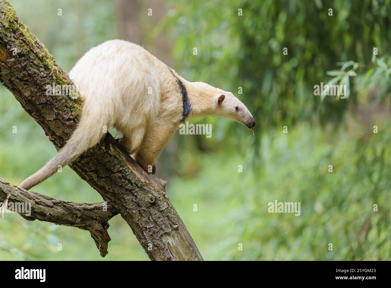 A Southern Tamandua (Tamandua tetradactyla) sits on a leaning tree in a ...