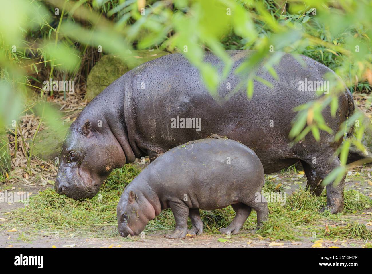 A baby pygmy hippopotamus and its mother (Choeropsis liberiensis ...
