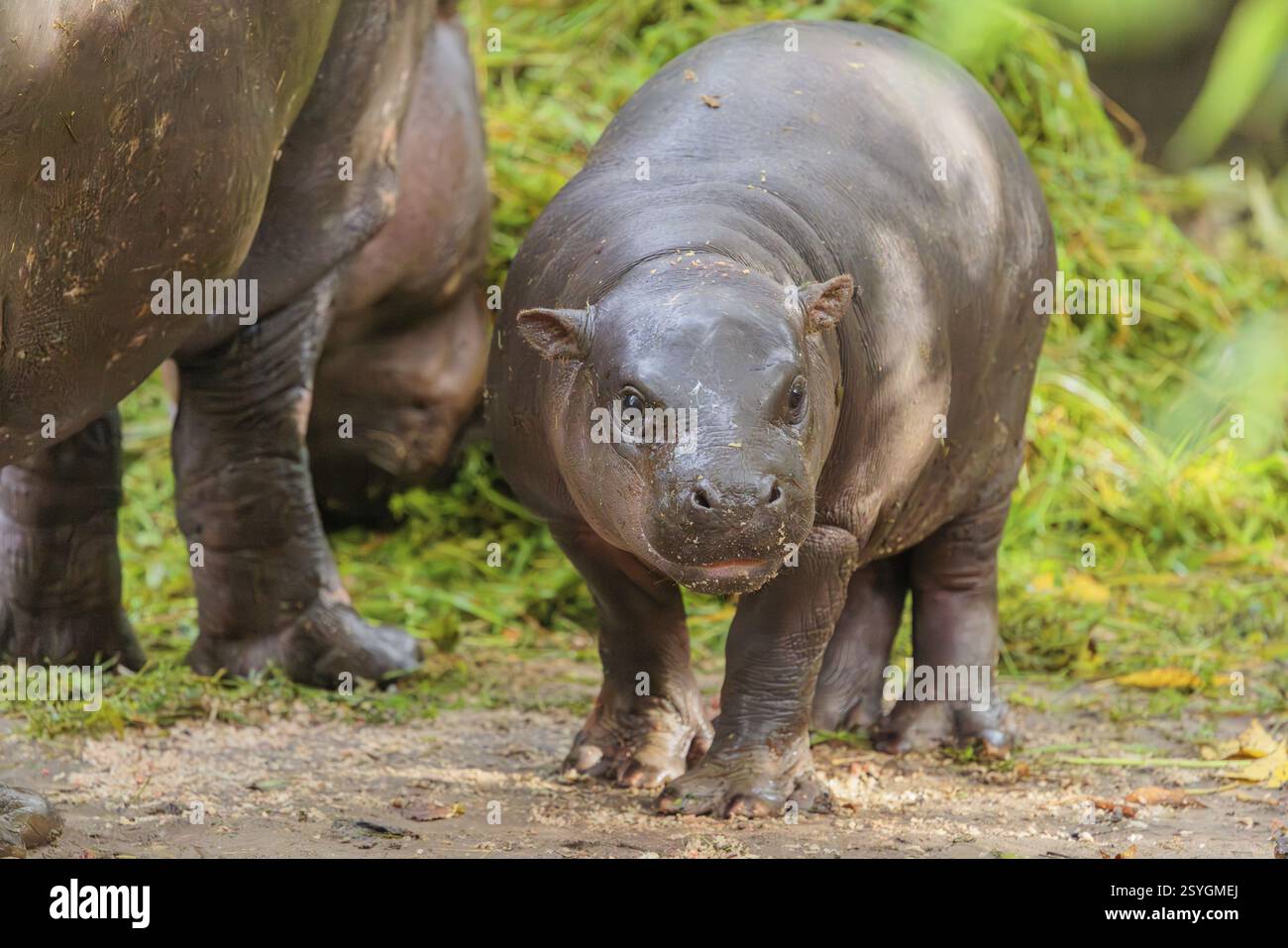 A baby pygmy hippopotamus and its mother (Choeropsis liberiensis ...