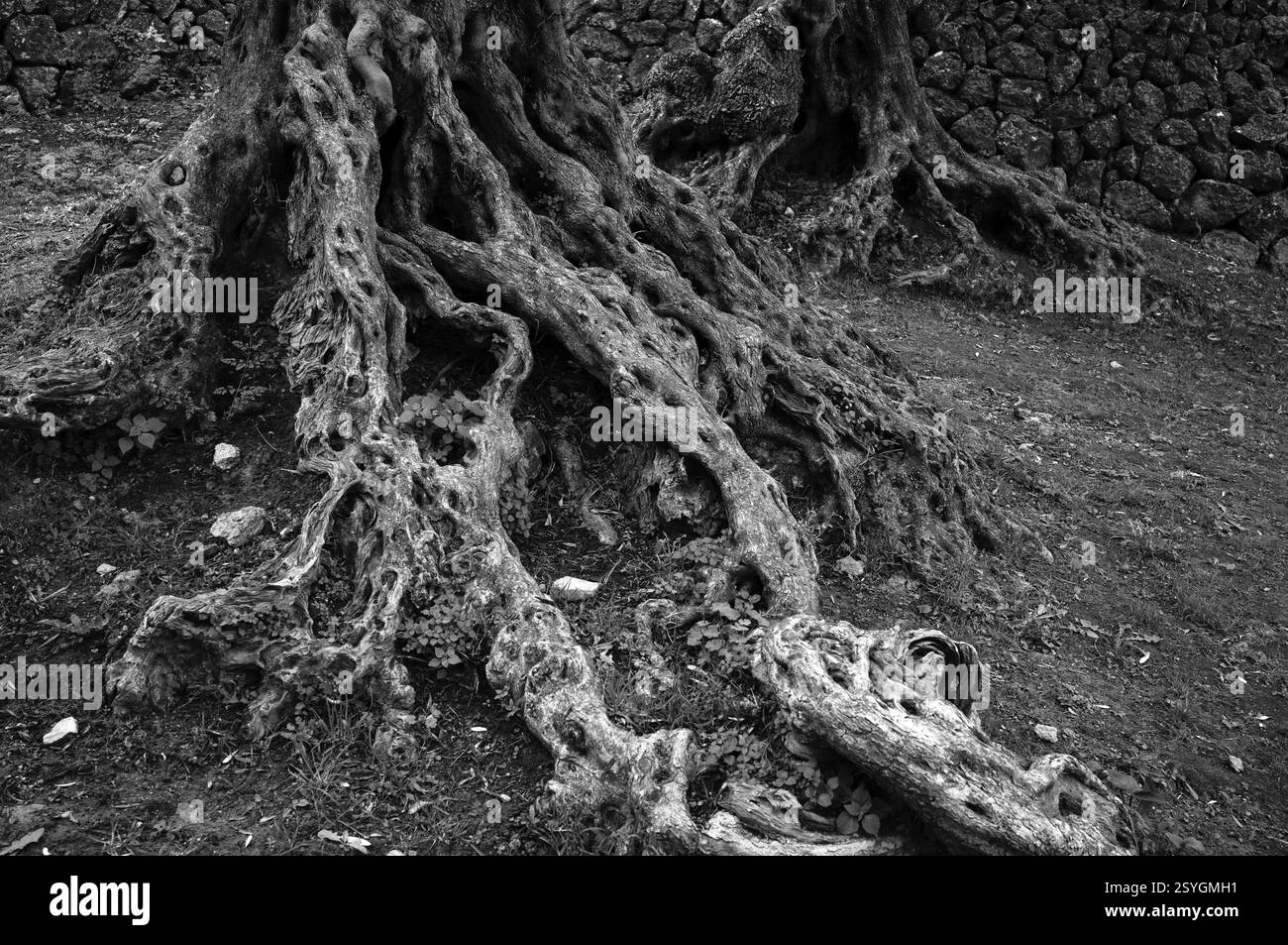 Olive tree roots Black and White Stock Photos & Images - Alamy