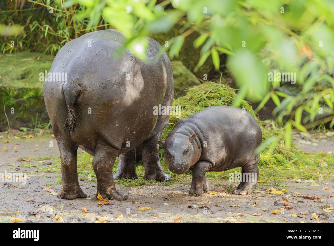 A baby pygmy hippopotamus and its mother (Choeropsis liberiensis ...