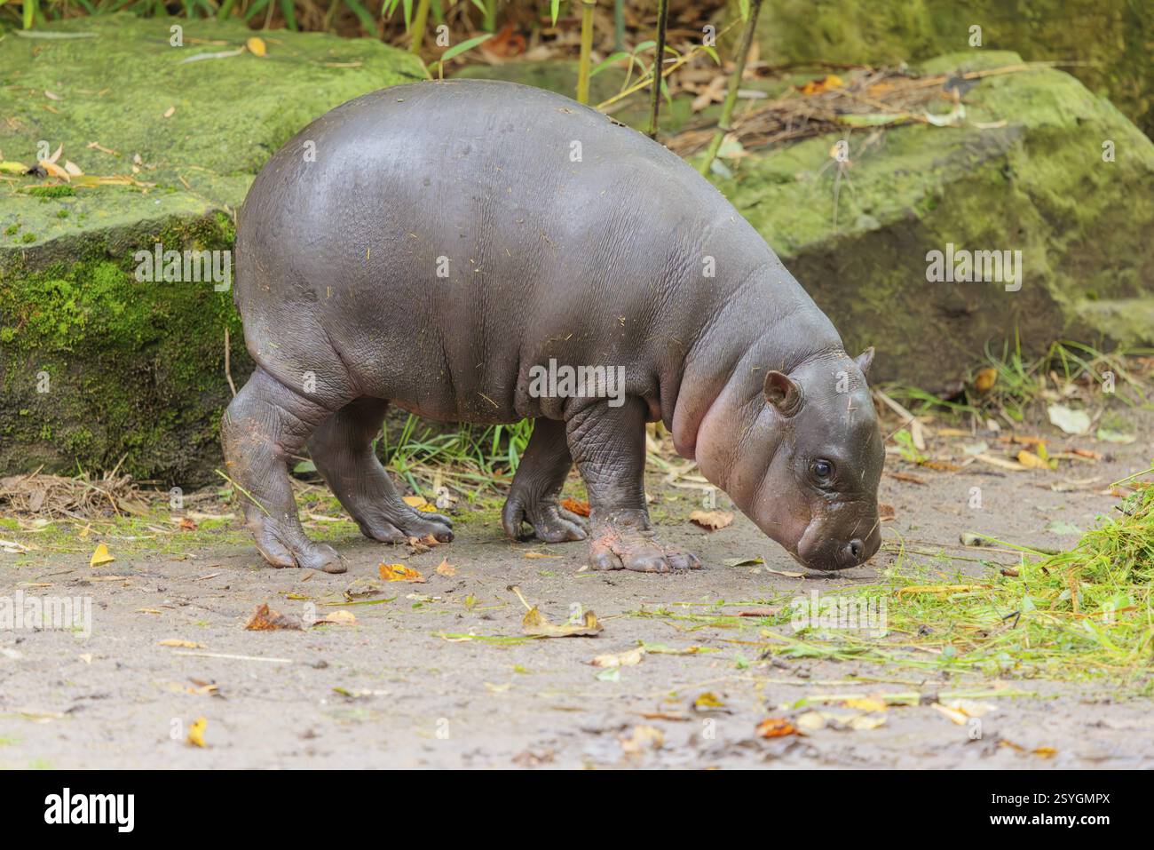 A baby pygmy hippopotamus (Choeropsis liberiensis) stands on a ...