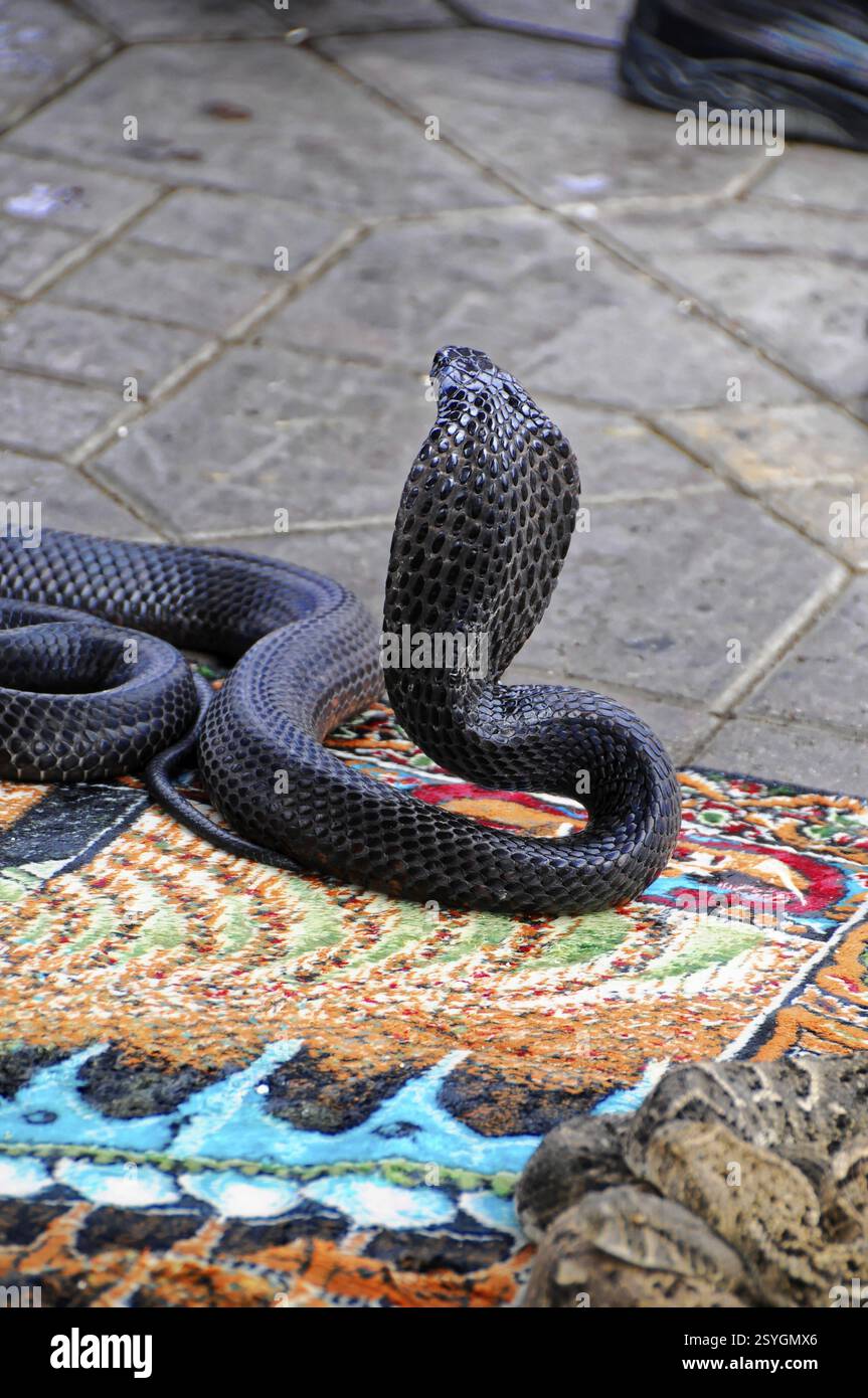 UNESCO World Heritage Site, Marrakech, Morocco, A black cobra on a ...