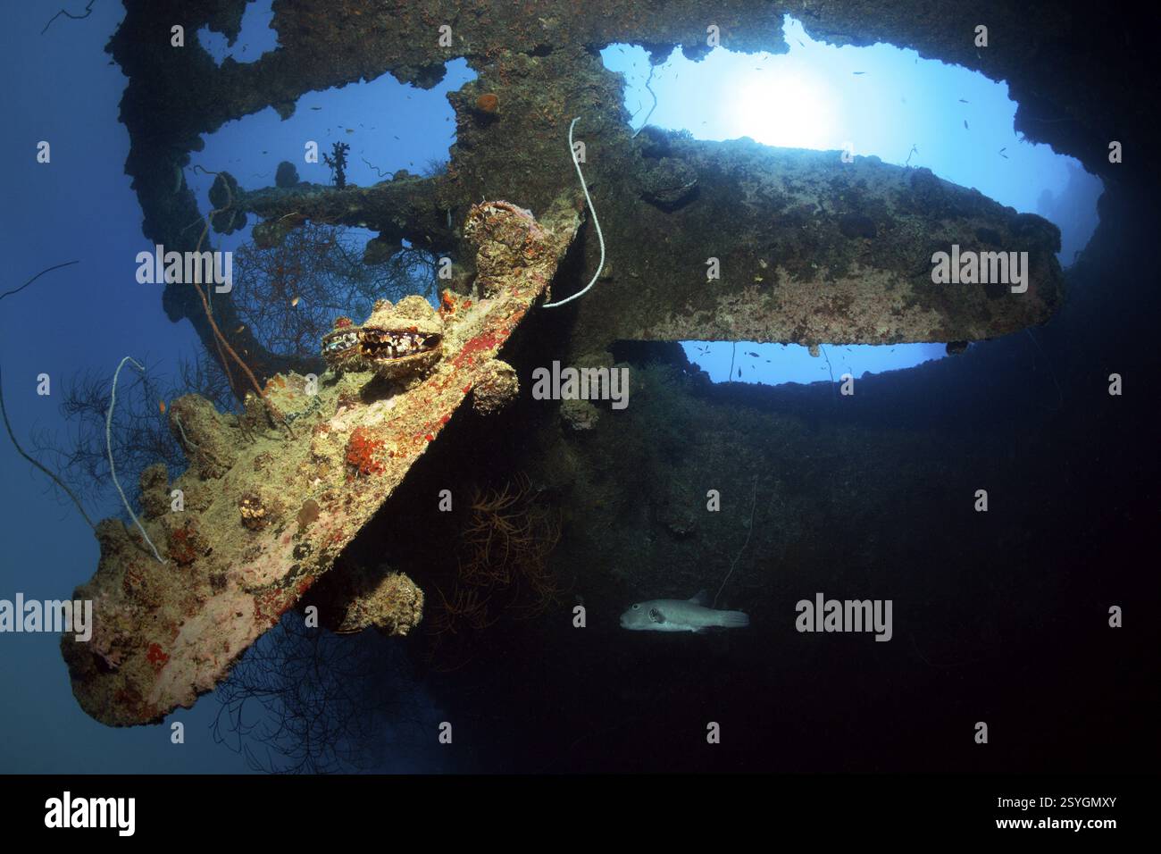 Propeller, propeller backlit by the sun, overgrown with spiny oyster ...