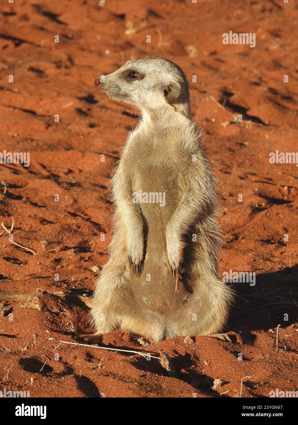 Meerkat sitting on sandy ground in a sunny desert landscape, Meerkat ...