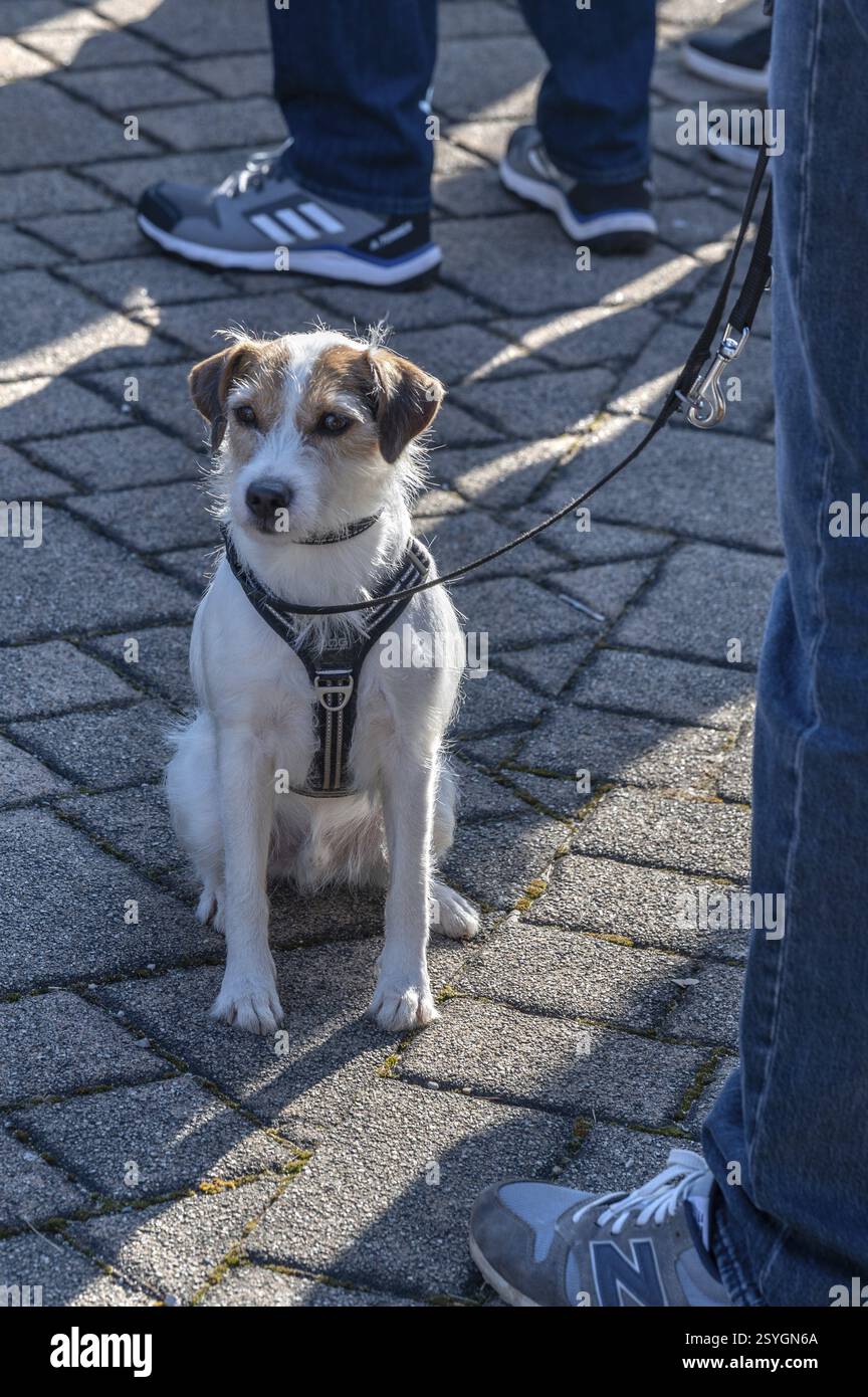 Dog, a Jack Russell waiting with his master, Bavaria, Germany, Europe ...