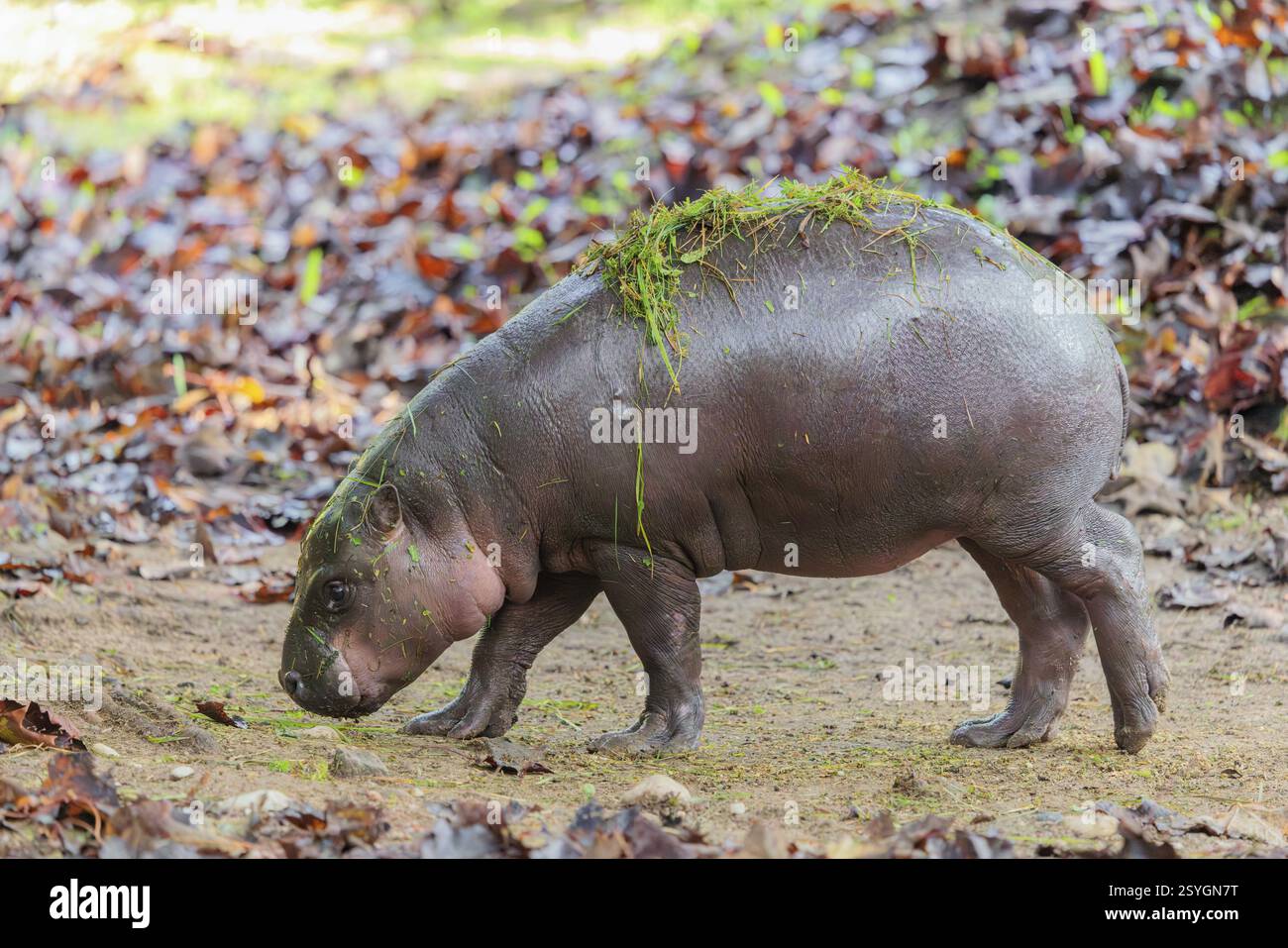 A baby pygmy hippopotamus (Choeropsis liberiensis) runs across a ...