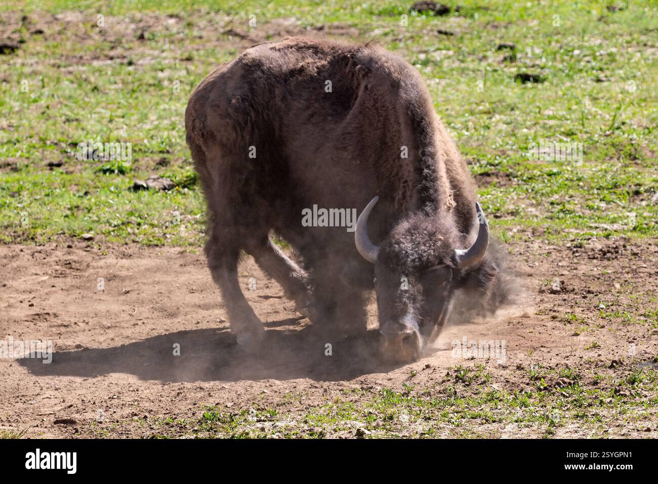 Closeup, American Bison (Bison bison) in dusty wallow, on the Grand ...
