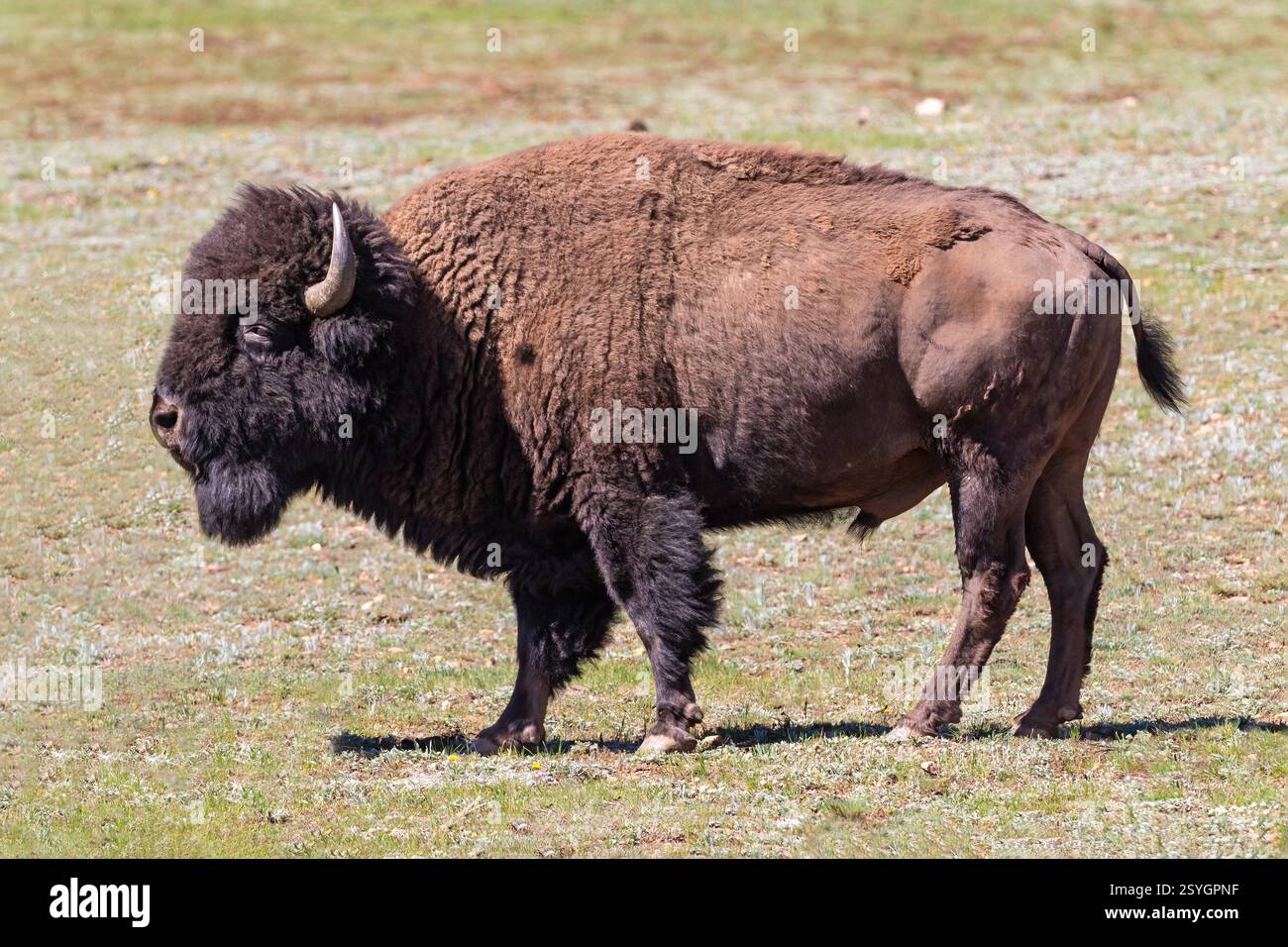 American plains bison (Bison bison) standing in a grassy meadow on the ...